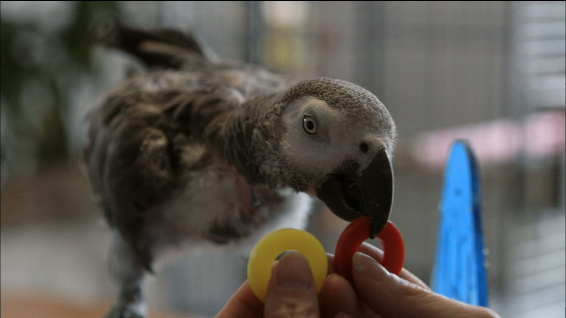 African Grey Parrot Alex Rocco The Parrot Hits The Headlines