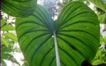 Plants | PBS LearningMedia